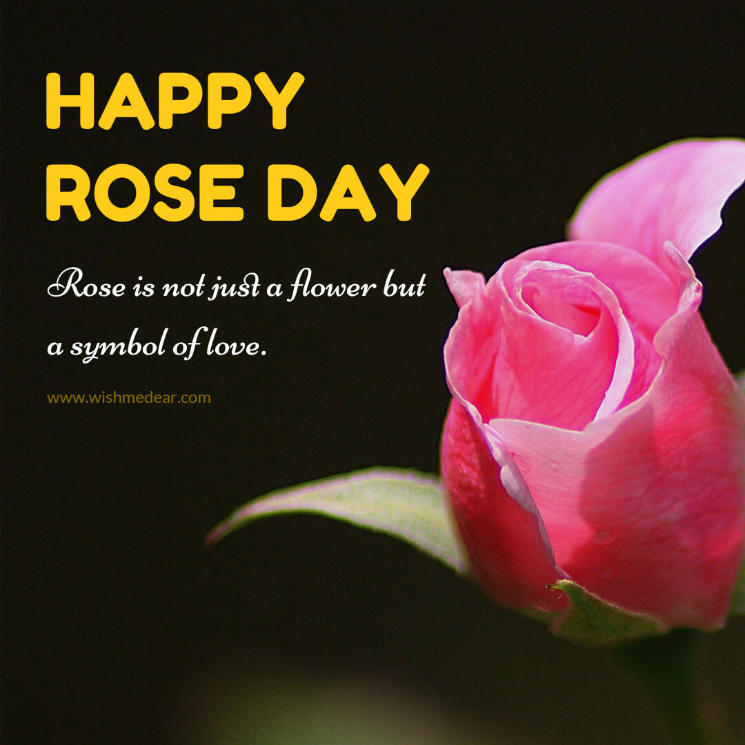 Rose day quotes, pic, video, wishes, images – WishMeDear