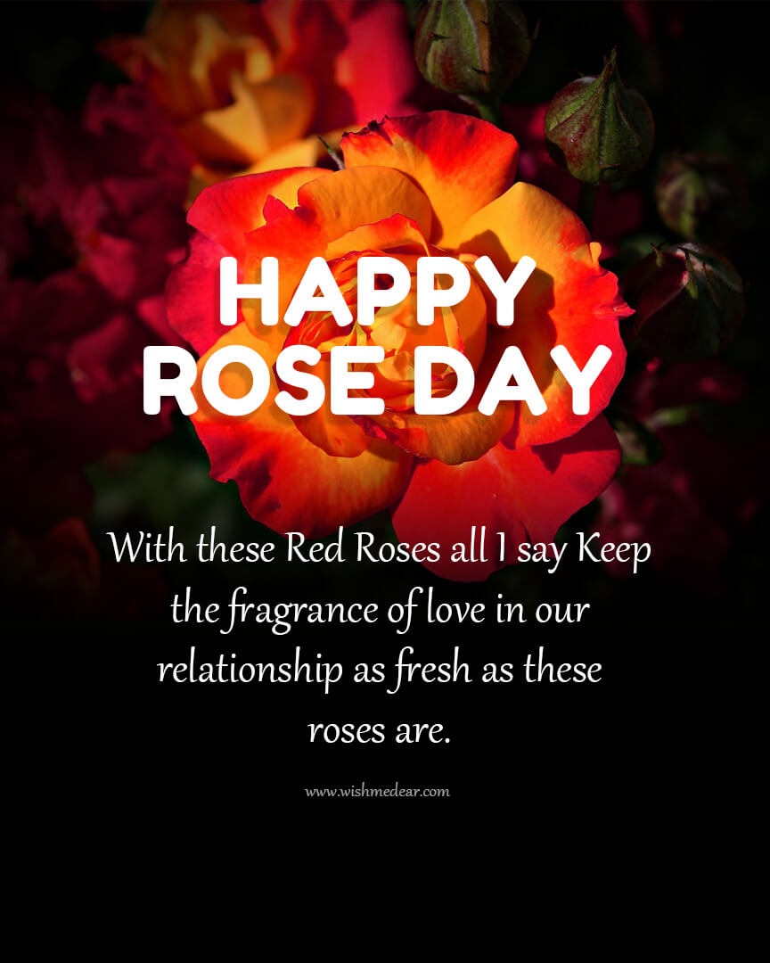 Rose day quotes, pic, video, wishes, images – WishMeDear